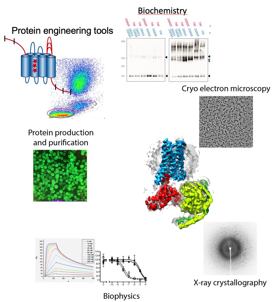 Biophysics – BIFI – – Institute for Biocomputation and Physics of ...